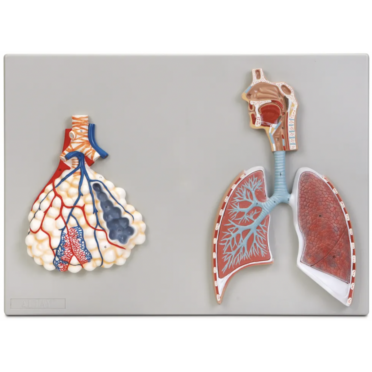 Respiratory System Model with Alveoli (MYASKRO)